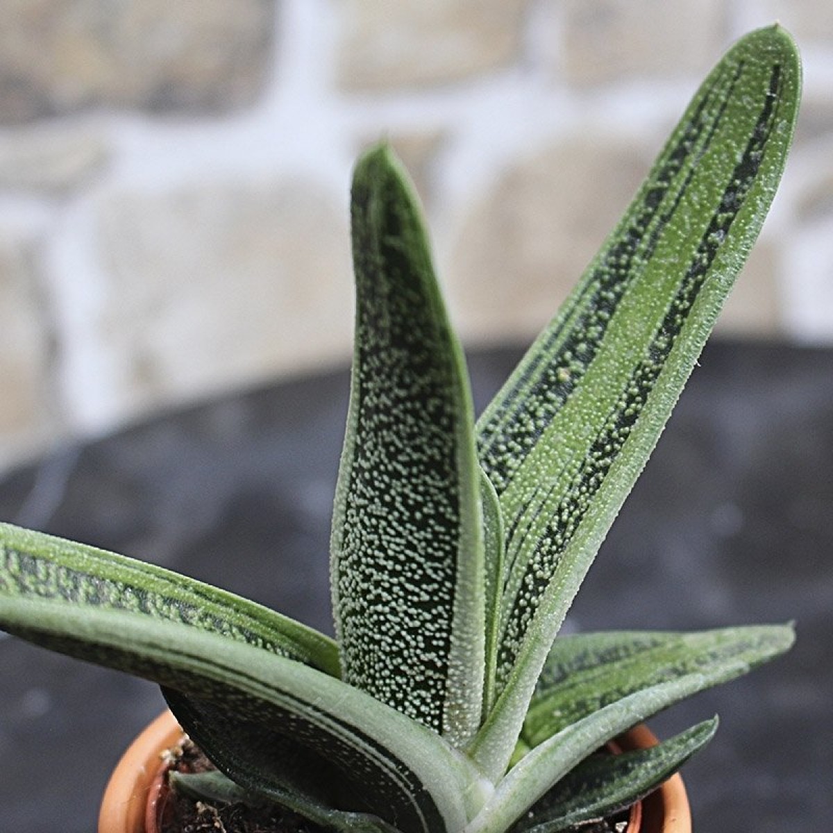 Buy Gasteria Hybrid | Plantshop.me UAE