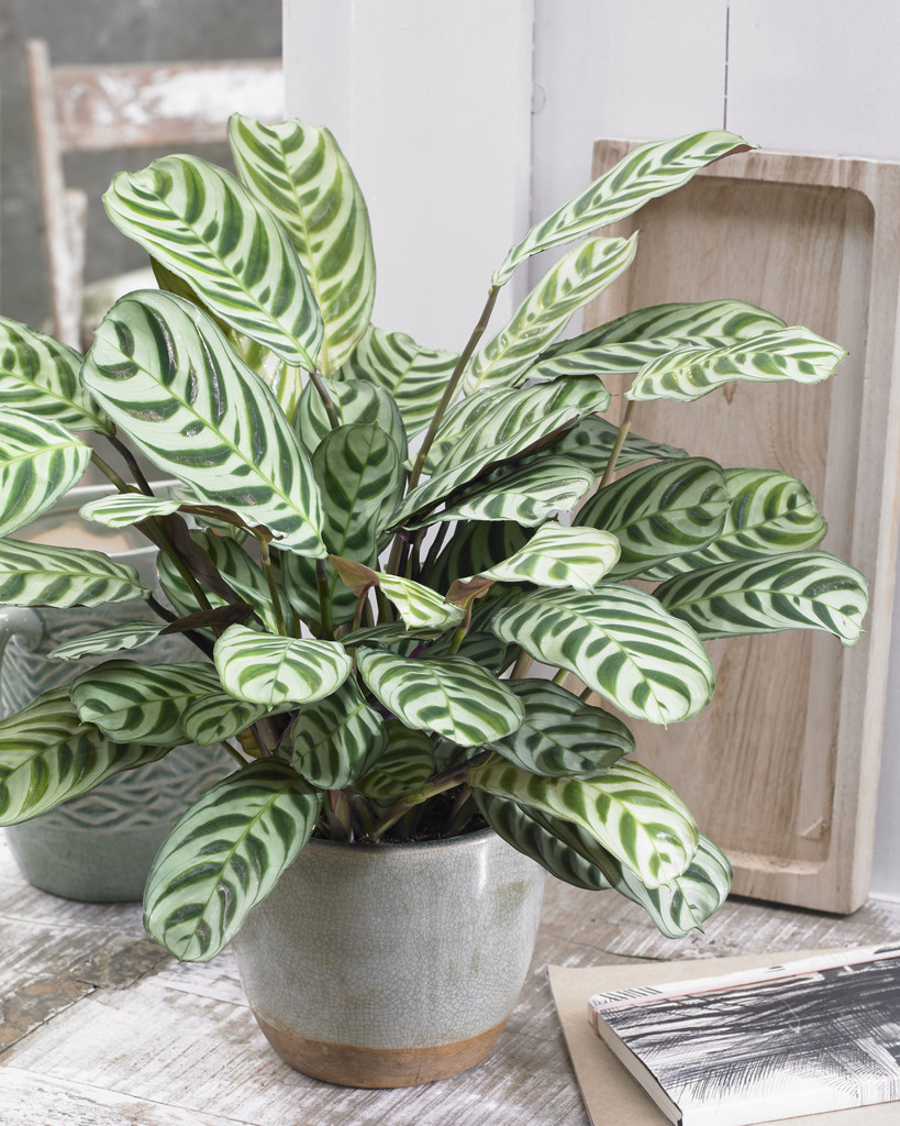 Monalisa Liptstick - Flowering - Indoor Plants | Plantshop.me
