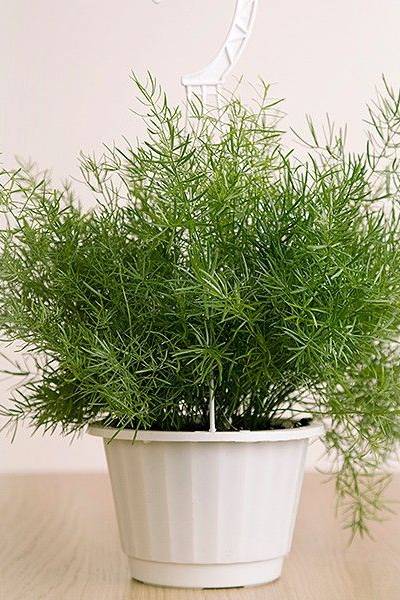 Asparagus Fern - Hanging - Indoor Plants | Plantshop.me