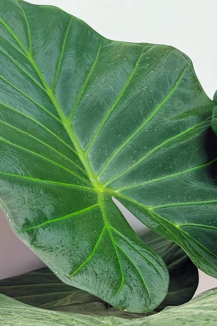 Buy Alocasia Regal Shield Tall Plant Online – Plantshop.me UAE