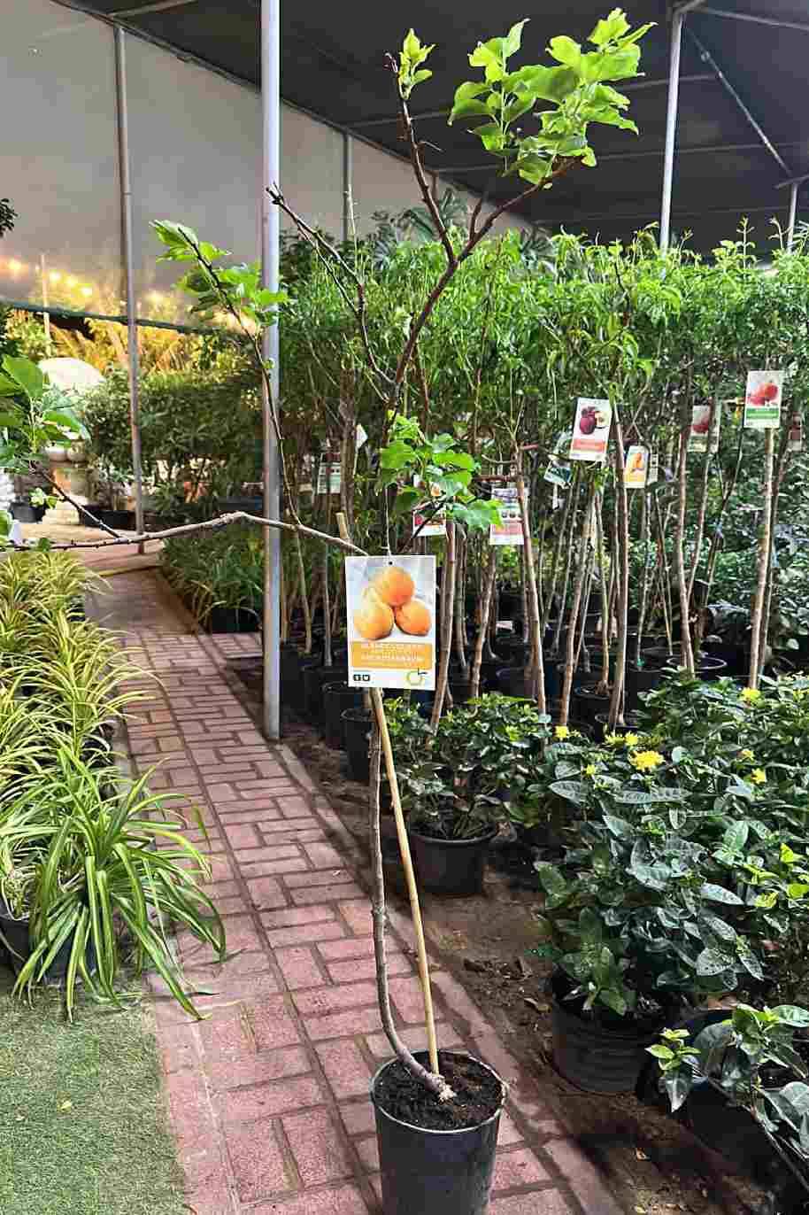 Apricot tree - Fruiting - Outdoor Plants | Plantshop.me