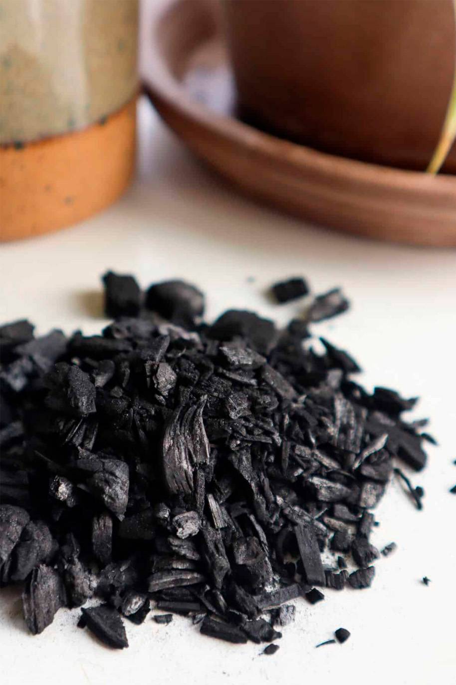 Buy Organic Bioactive Charcoal for Terrarium | Plantshop.me
