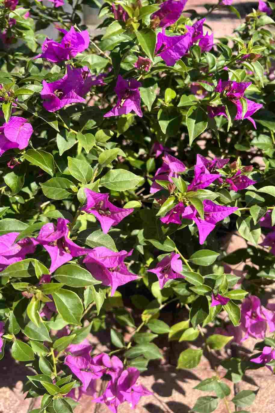 Buy Bougainvillea Alexandra | Plantshop.me UAE