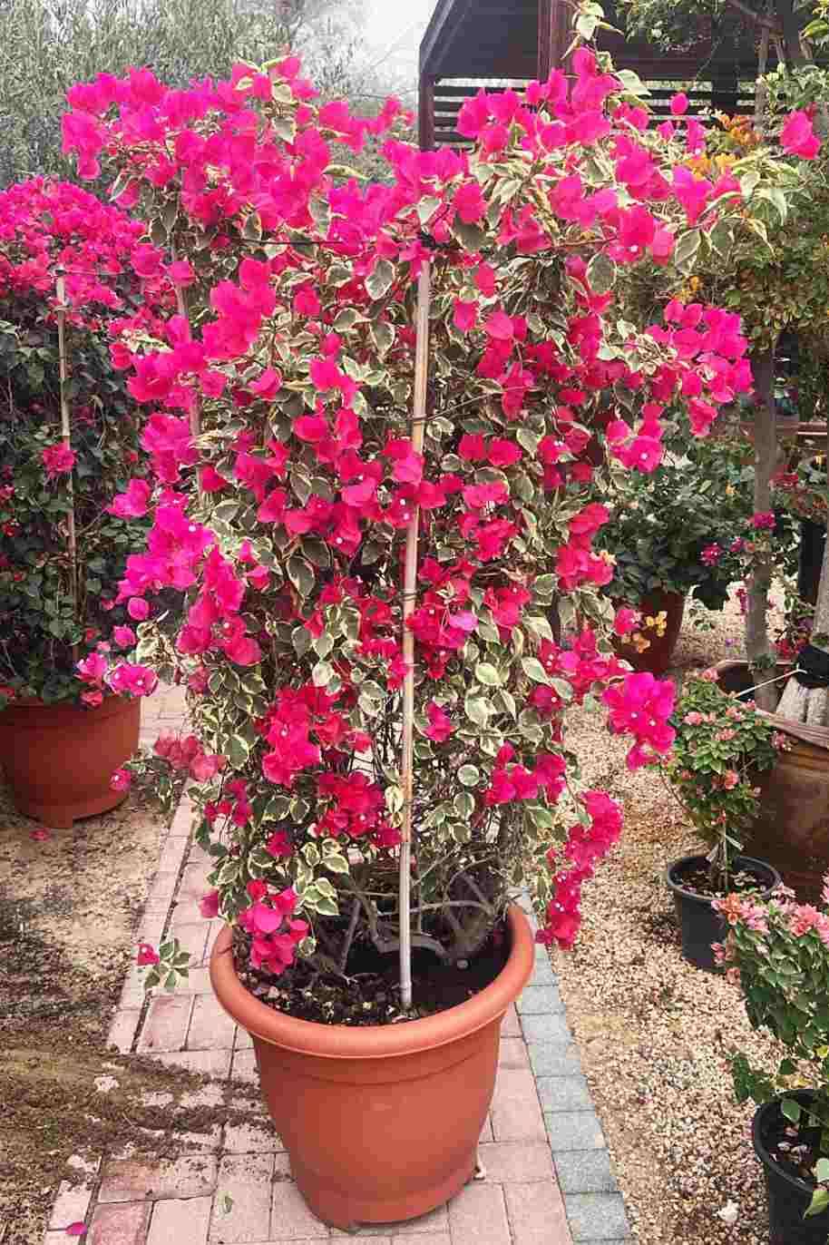 Stunning Outdoor Climbers & Creeper Plants at Plantshop.me