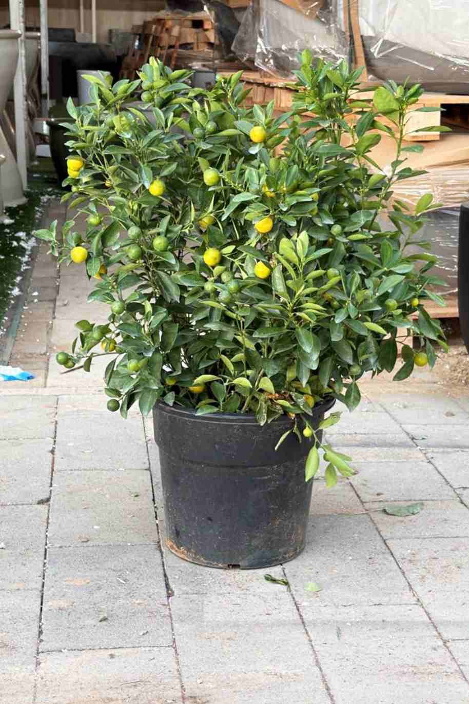 Lush Outdoor Plants for UAE Gardens | Plantshop.me