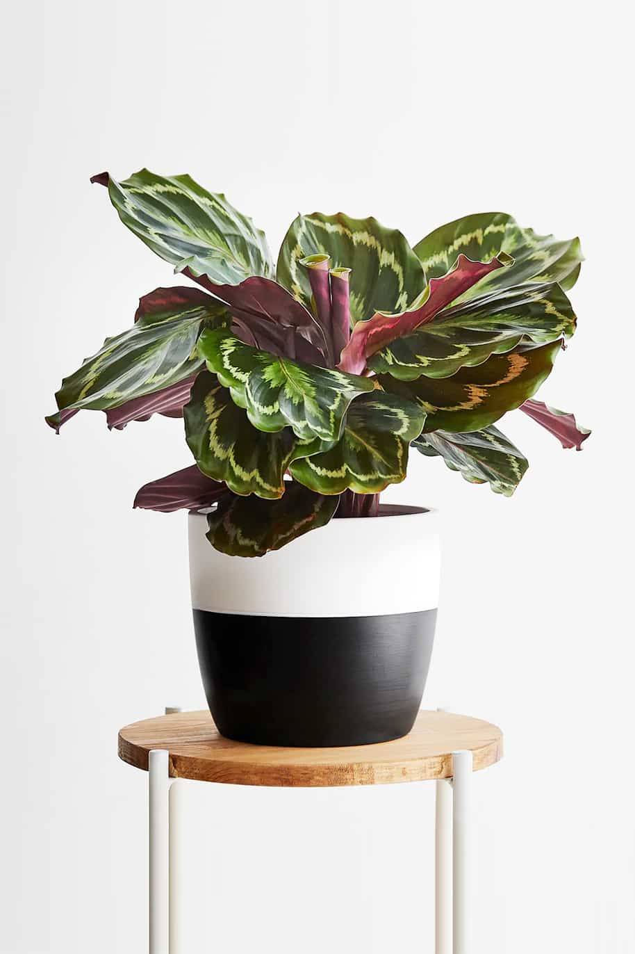 Calathea Medallion - Indoor Plants | Plantshop.me