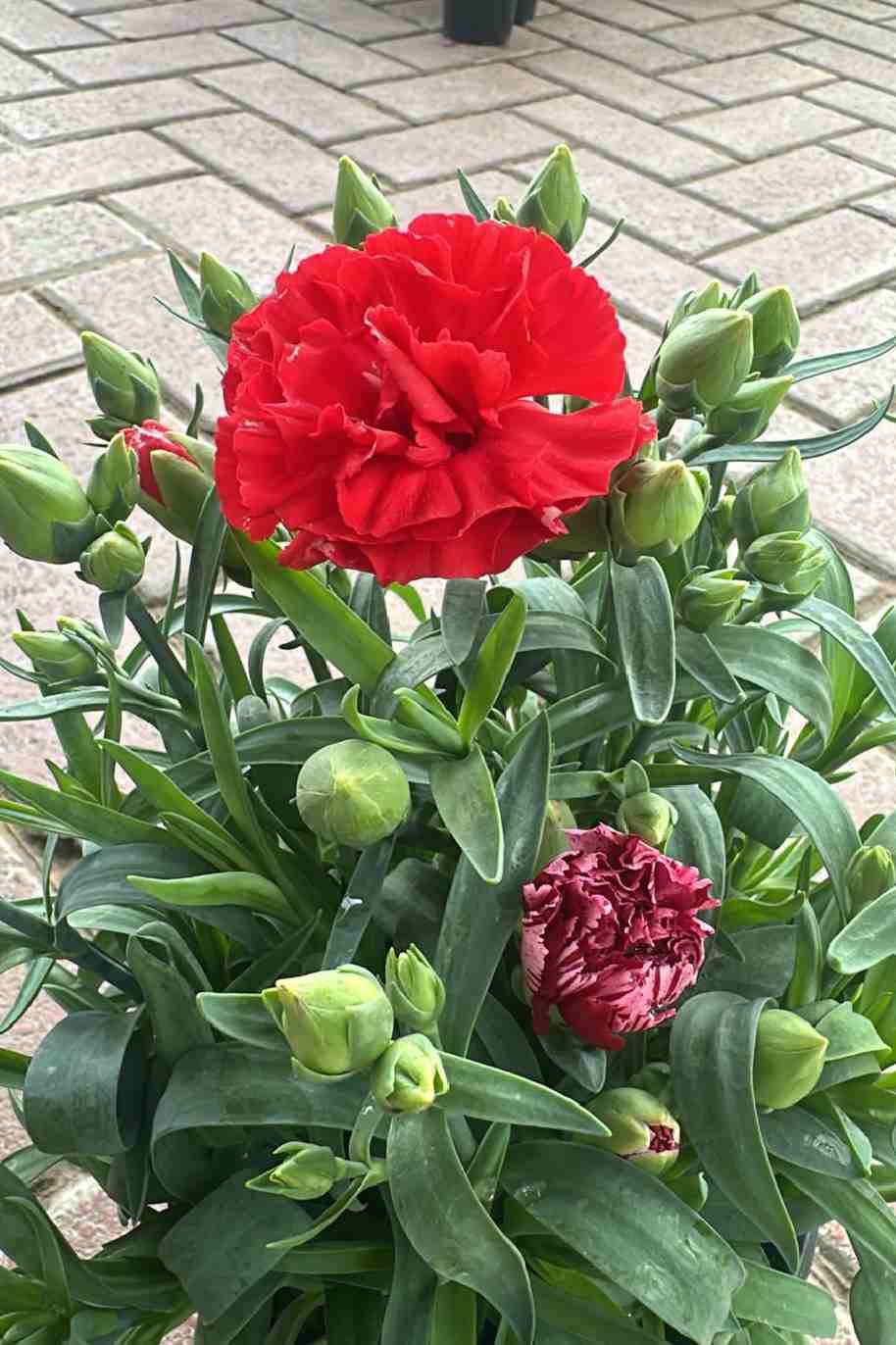 Indoor Plants & Outdoor Plants | UAE's Top Choice | Plantshop.me