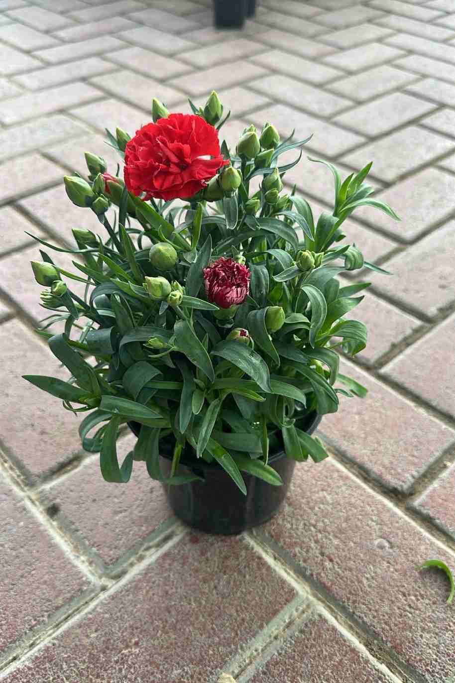 Indoor Plants & Outdoor Plants | UAE's Top Choice | Plantshop.me