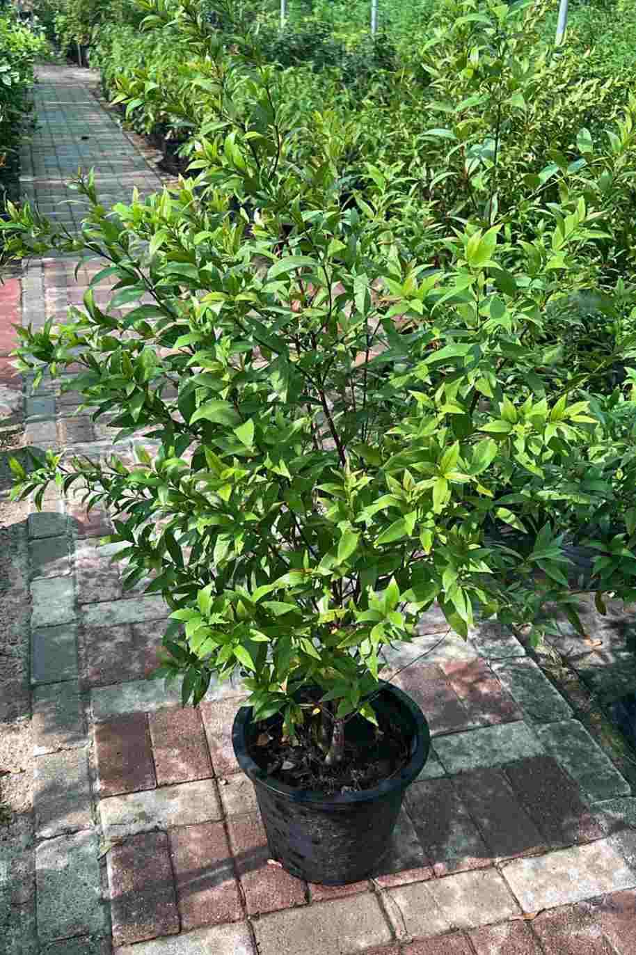 Indoor Plants & Outdoor Plants | UAE's Top Choice | Plantshop.me