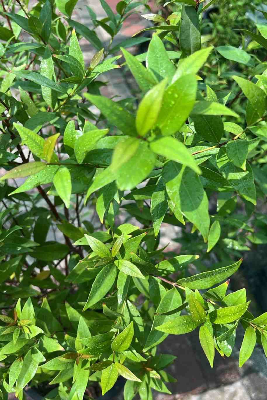 Buy Christina Plant Small in UAE | Compact & Beautiful