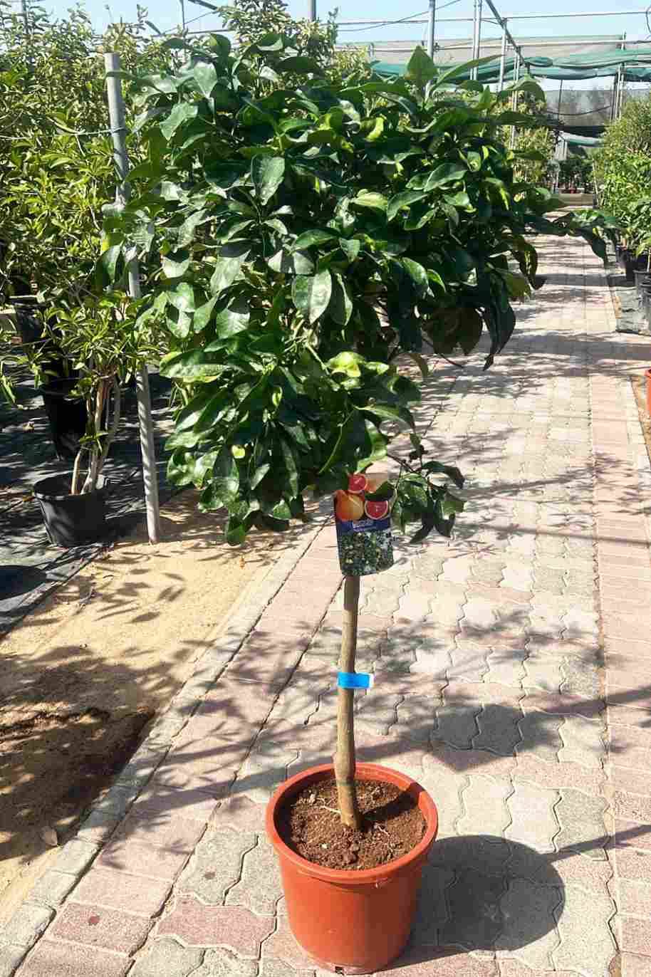 Buy Citrus Paradisi Pomelo Tree | Fast UAE Delivery