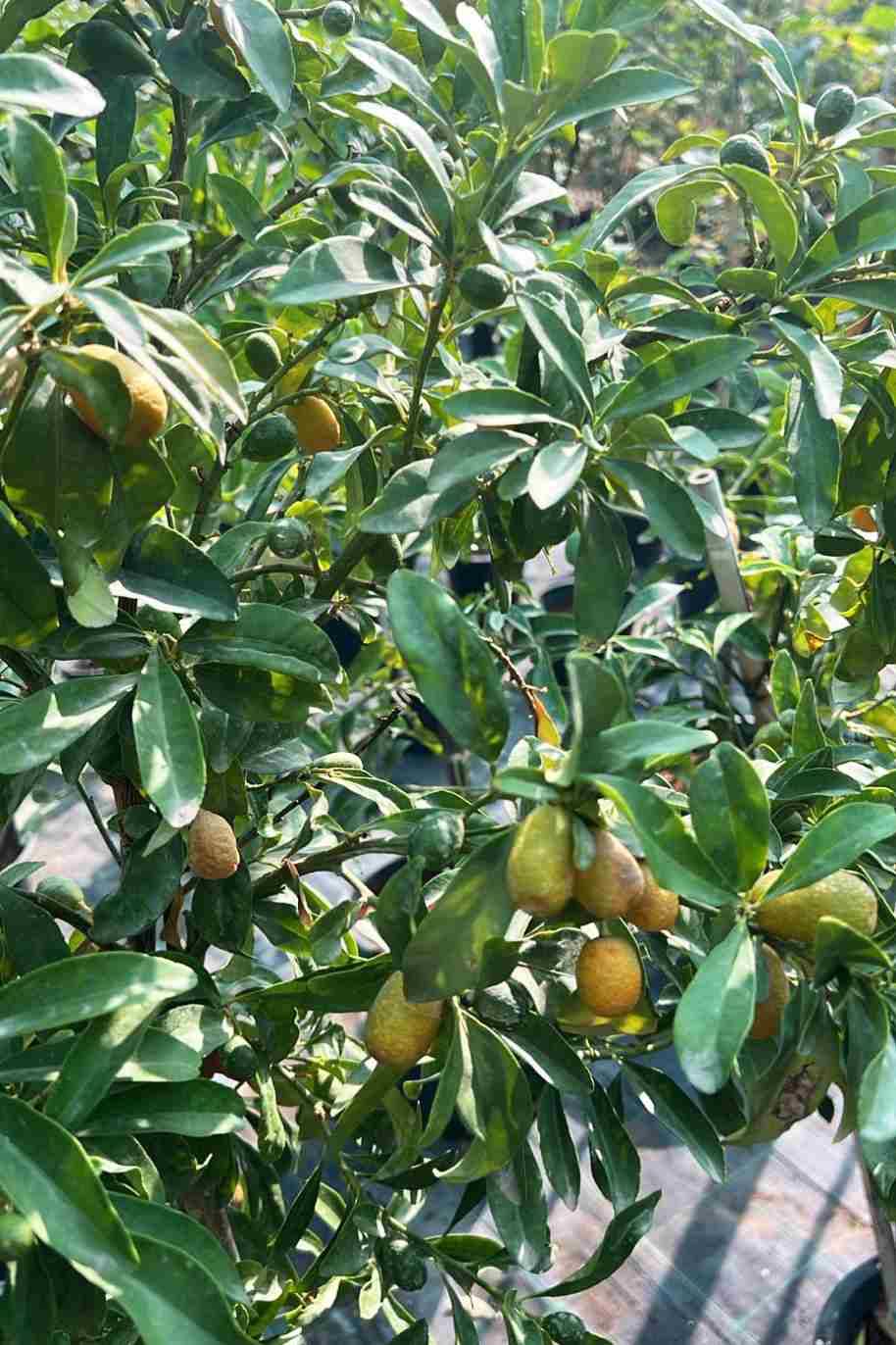 Buy Fruits and Vegetable Plants Outdoor | Plantshop.me