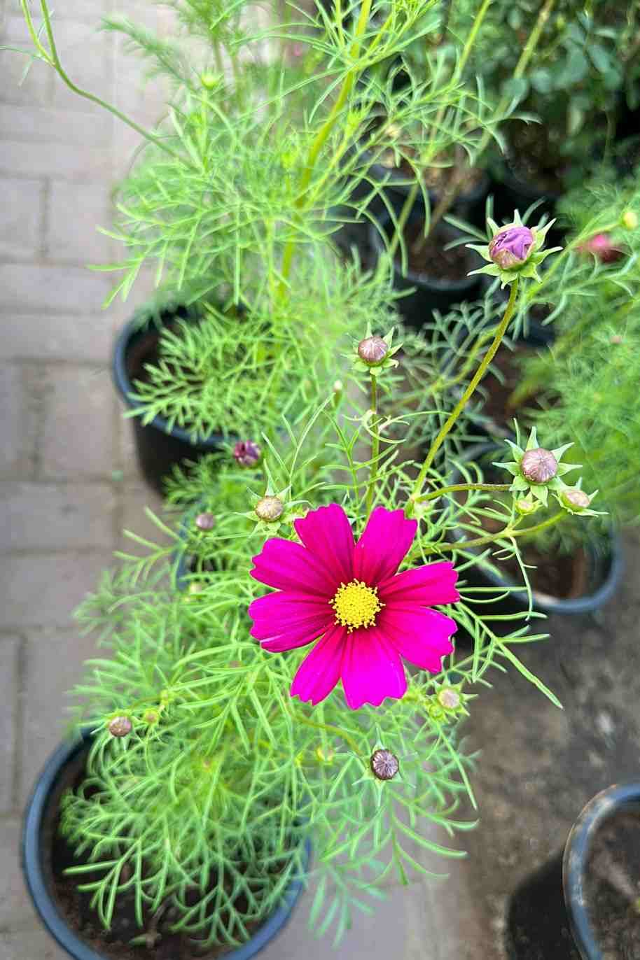 Cosmos - Flowering - Outdoor Plants | Plantshop.me