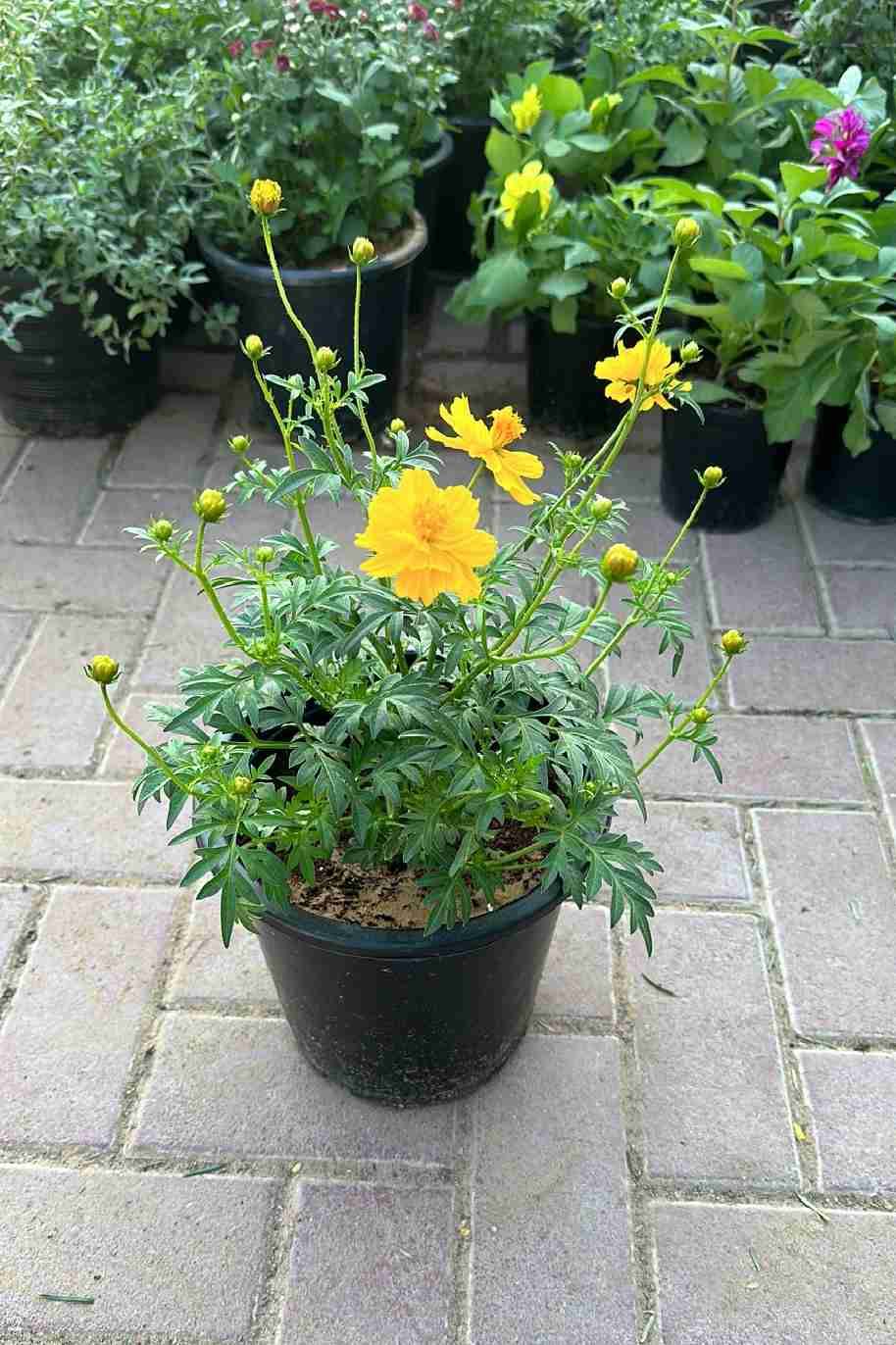 Cosmos - Flowering - Outdoor Plants | Plantshop.me