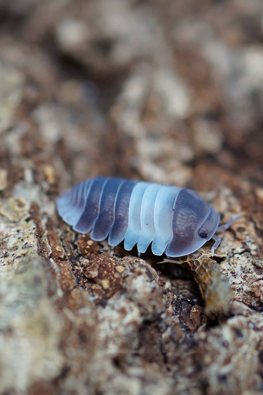 Buy Cubaris Sp White Side Isopods in Dubai | Plantshop.me