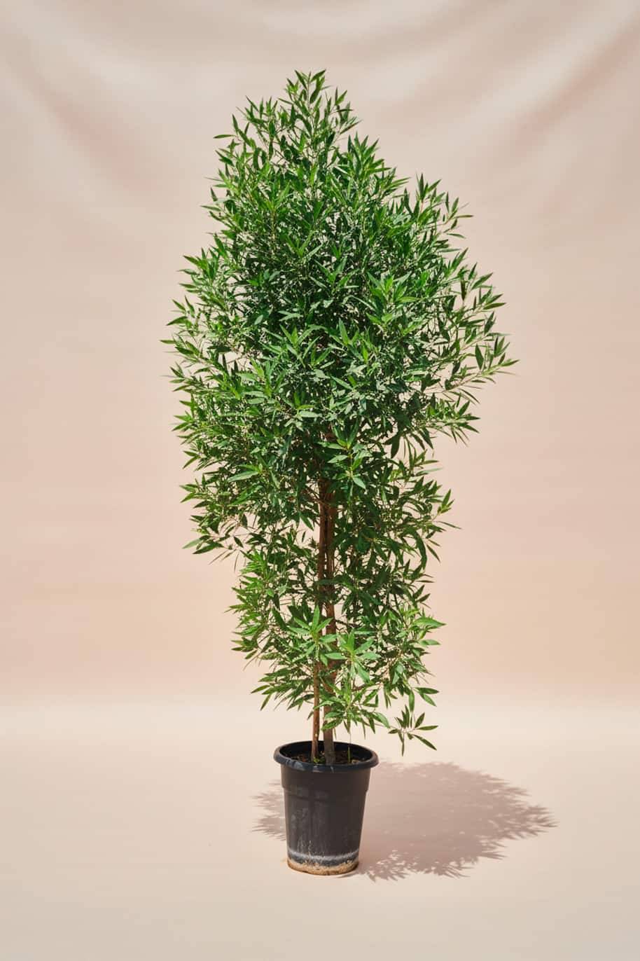 Buy Damas Conocarpus Trees Online in UAE | Plantshop.me
