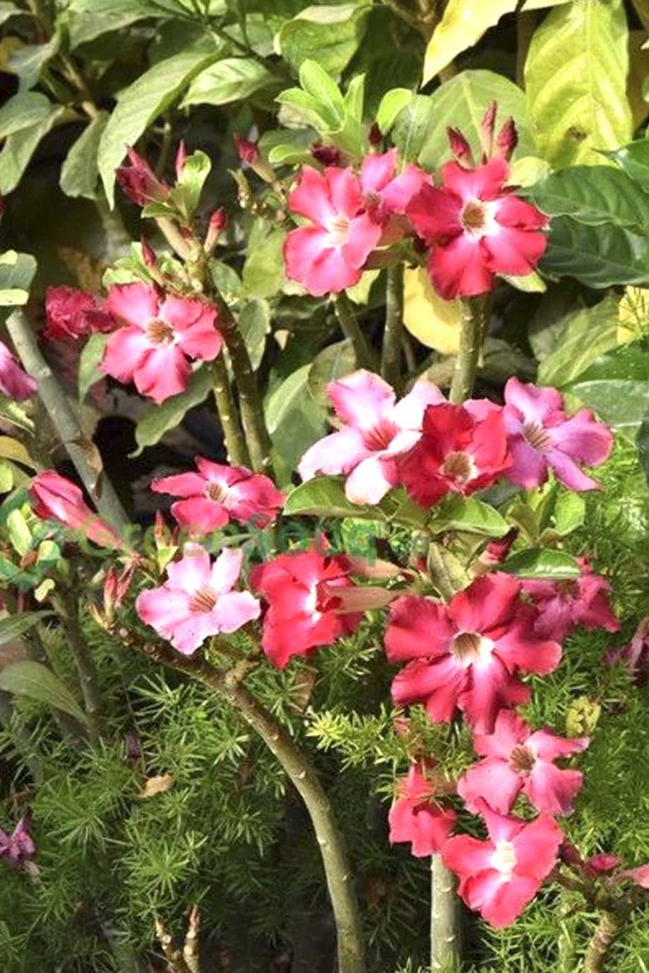 Savvy Desert Rose