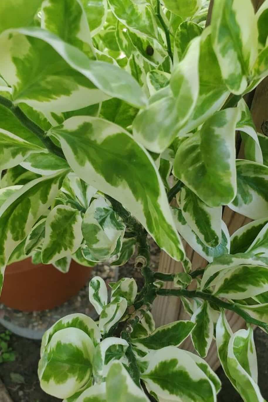 Devils Backbone Plant for Sale Online | Quick Delivery in the UAE ...
