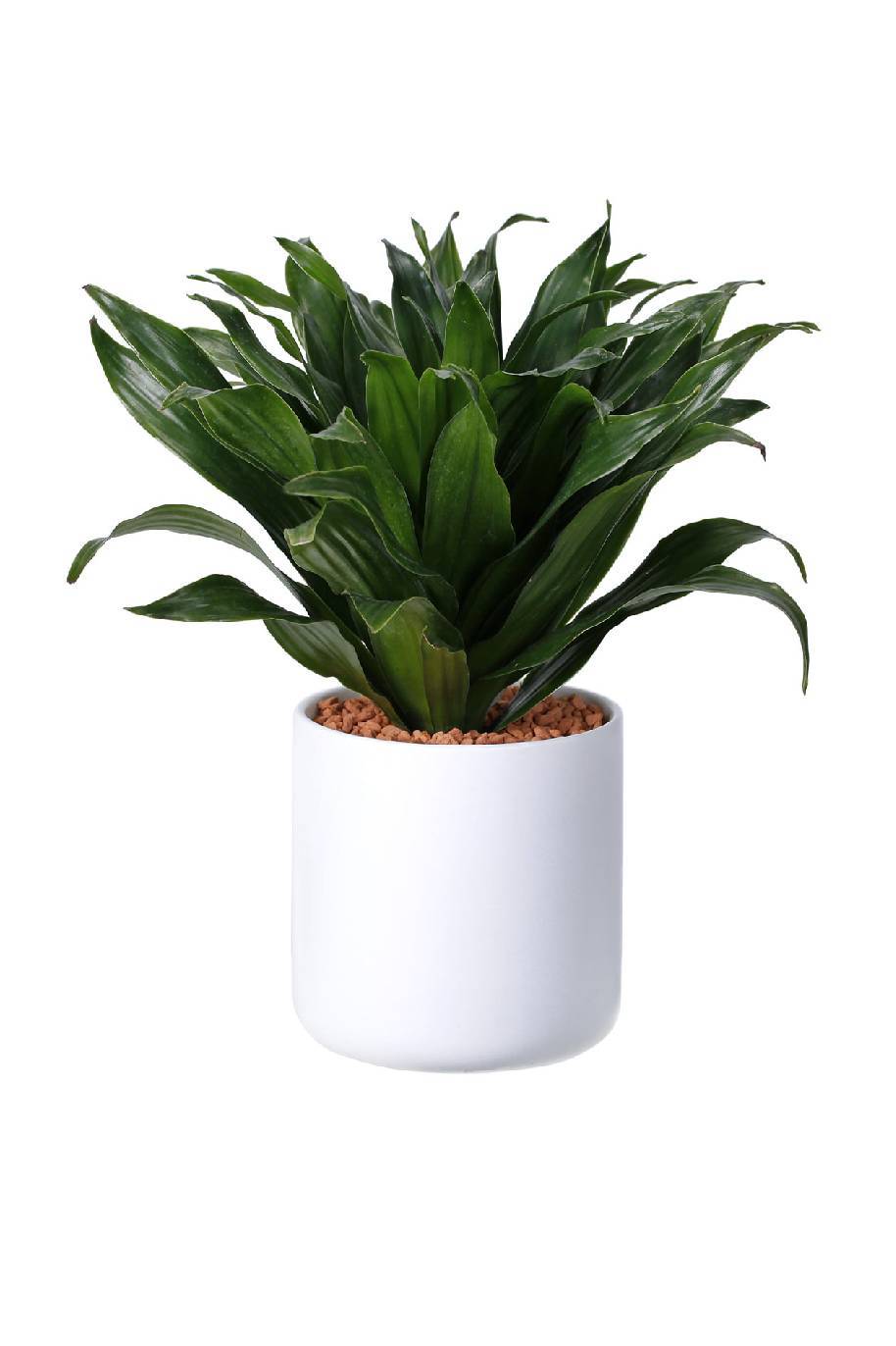 Dracaena Compacta Small | Plantshop.me