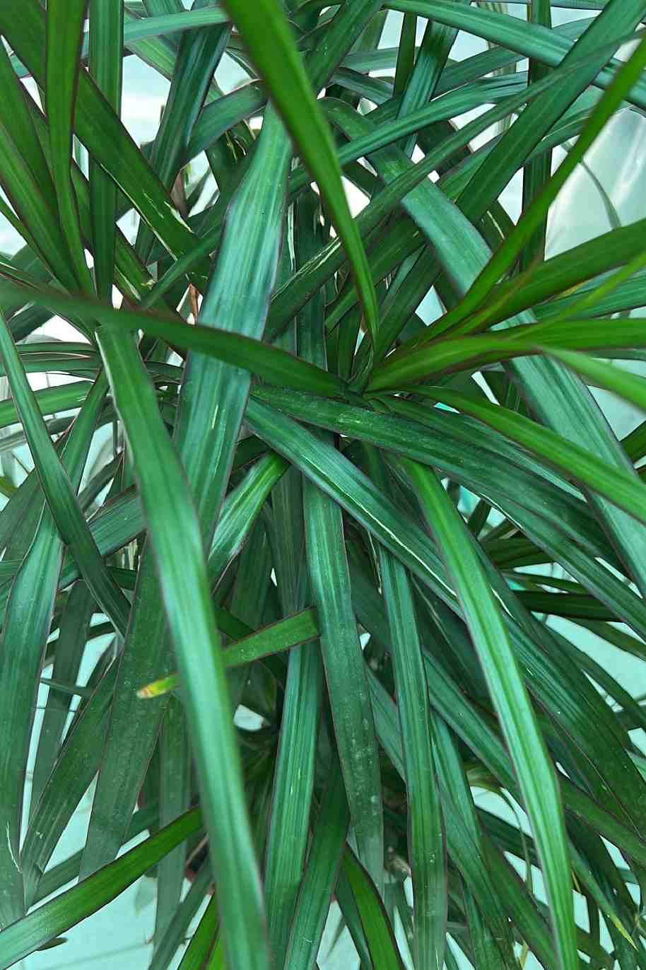 Buy Dracaena Marginata Branched | Lush Indoor Plant UAE