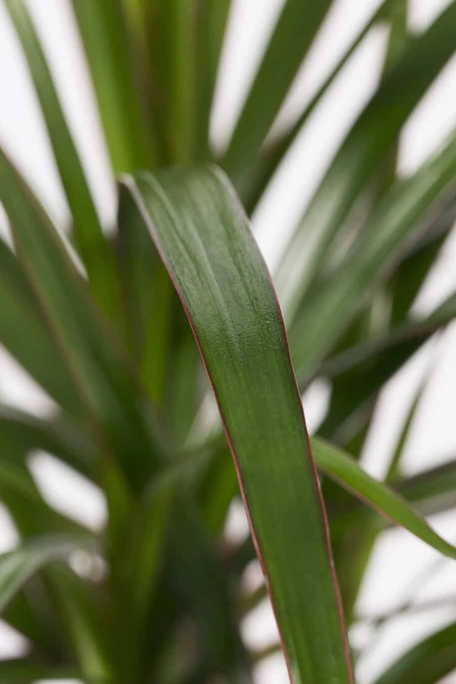 Dracaena Marginata Small - Indoor Plants | Plantshop.me