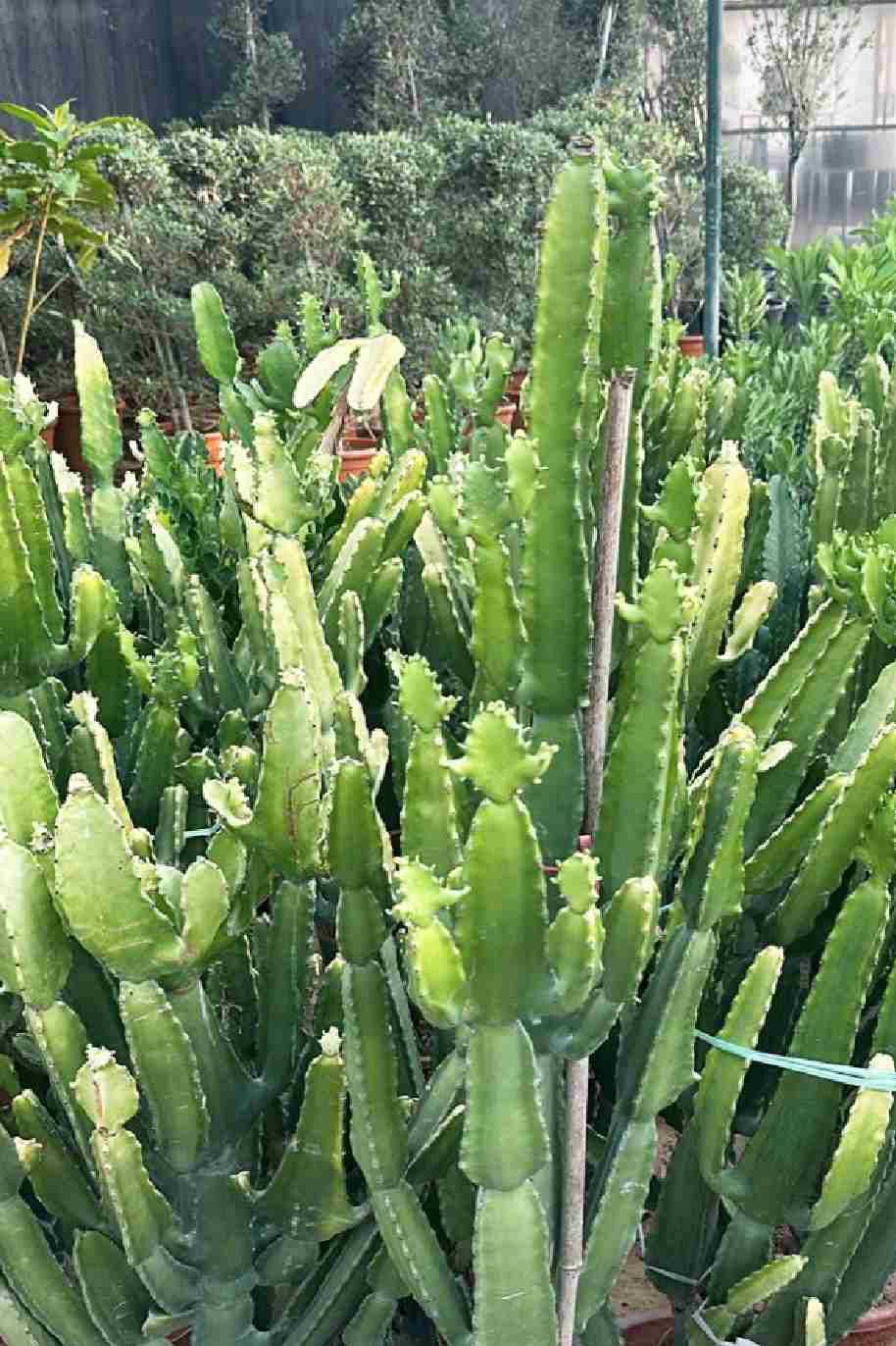 Buy Euphorbia Lactea Spurge Online at Plantshop.me | UAE