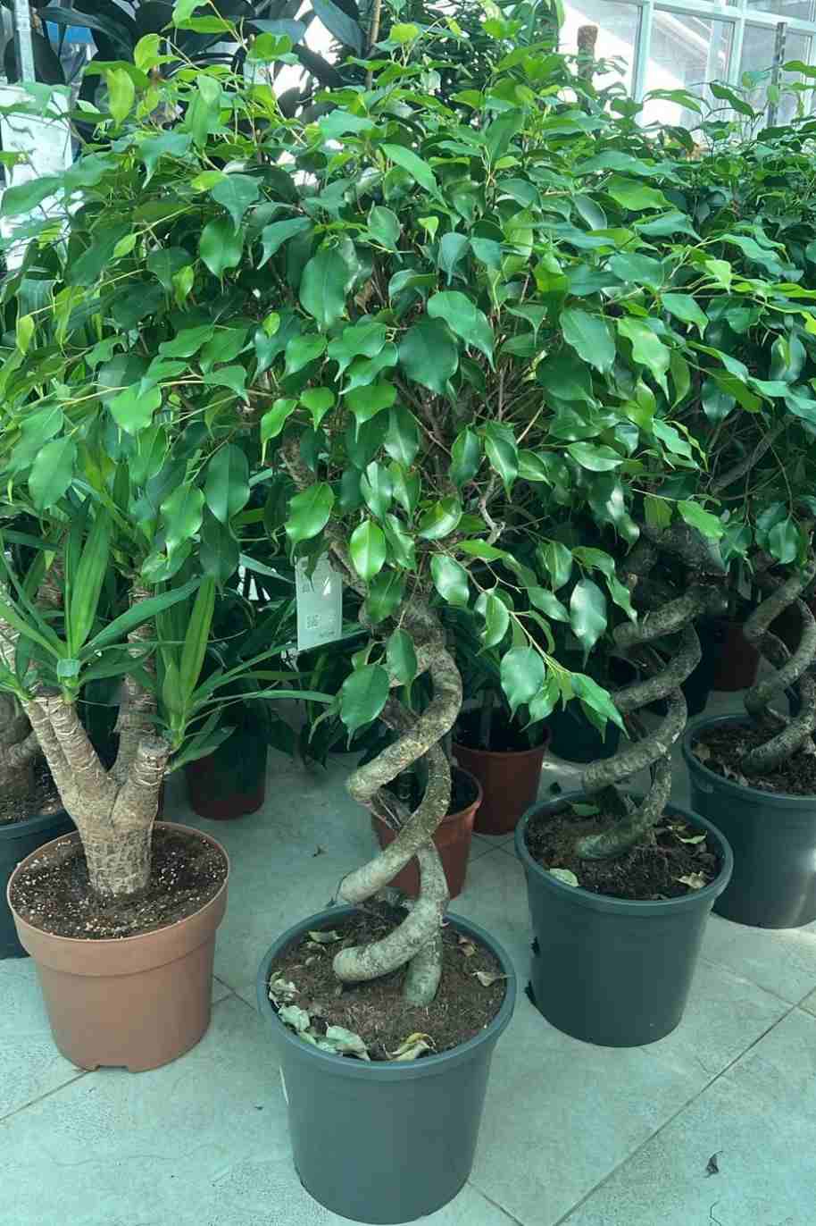 Buy Ficus Benjamina Exotica - Double Spiral UAE
