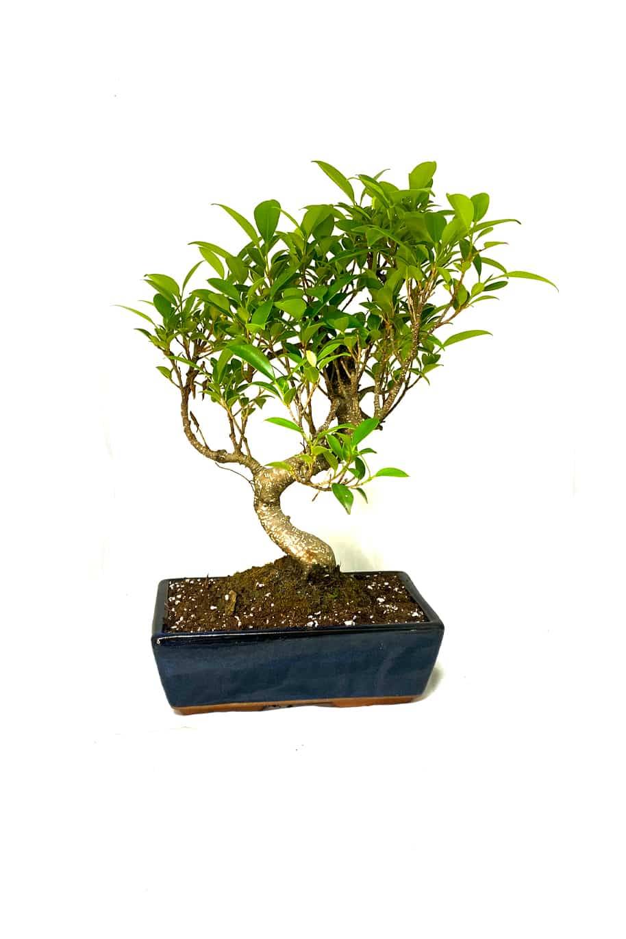 Bonsai - Ficus - Indoor Plants | Plantshop.me