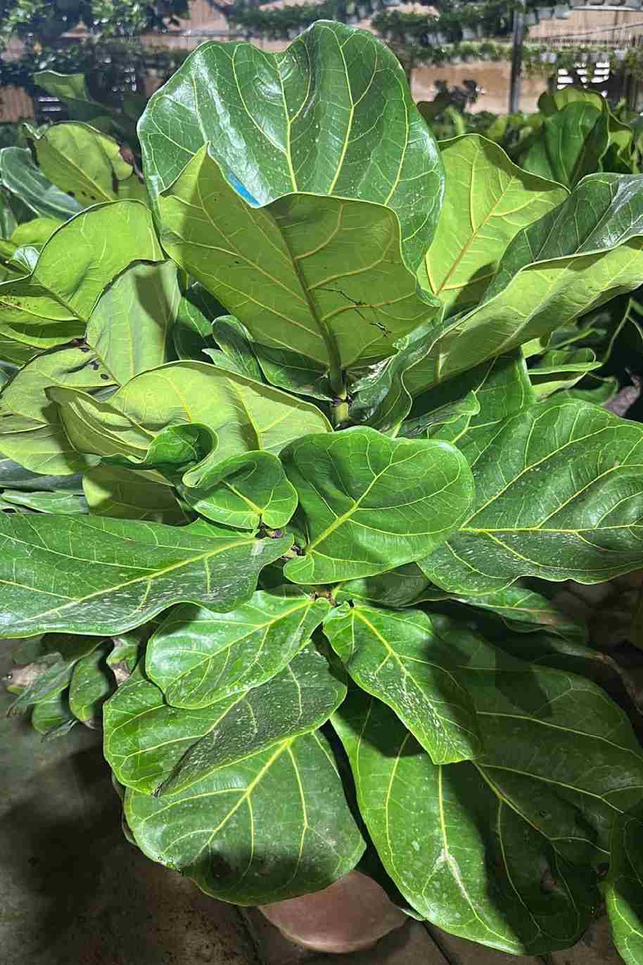 Buy Fiddle-leaf Fig 3pp Small | Indoor Plant UAE