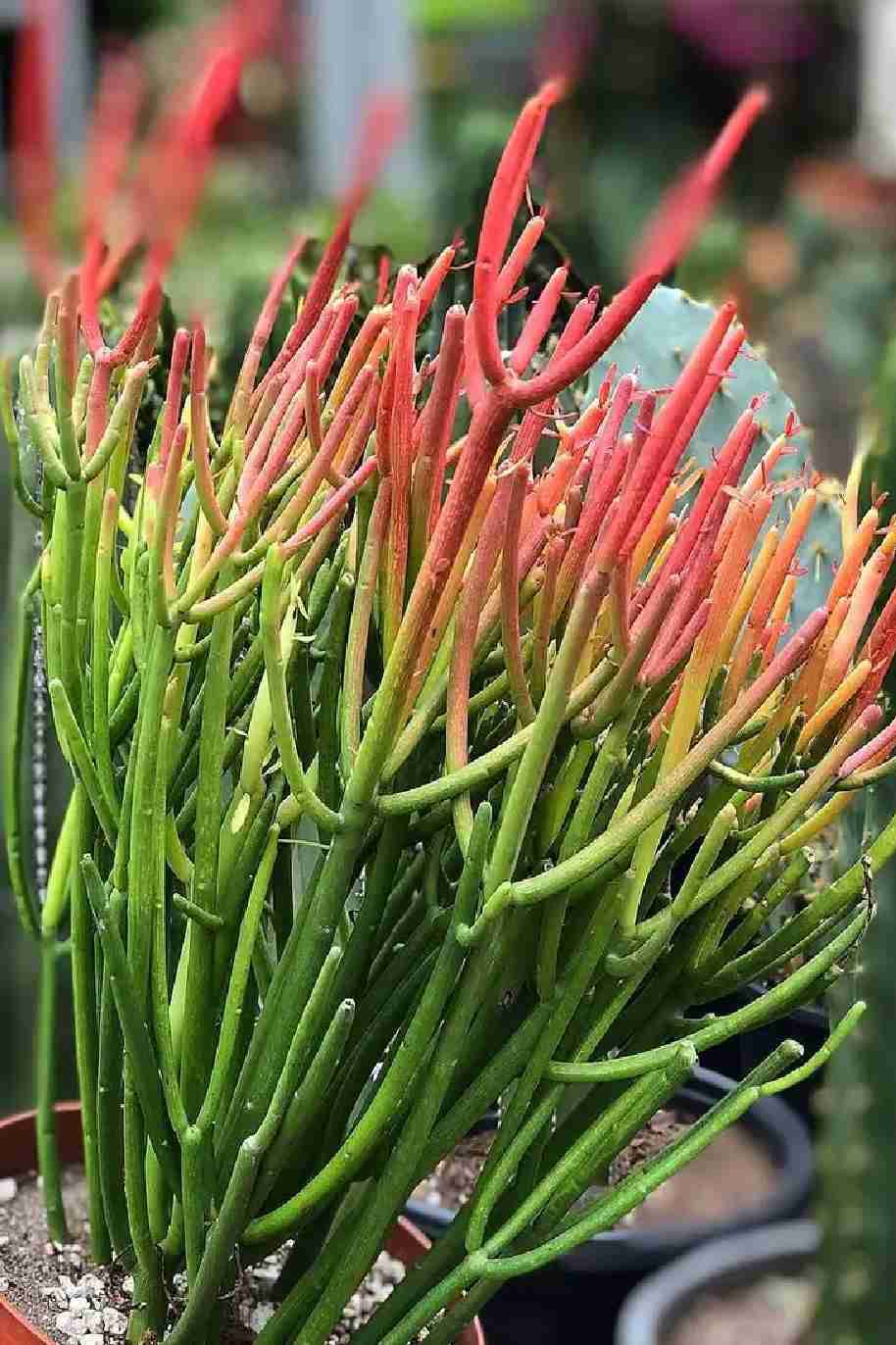 Fire Red Pencil Cactus for Sale Online | Quick Delivery in the UAE ...