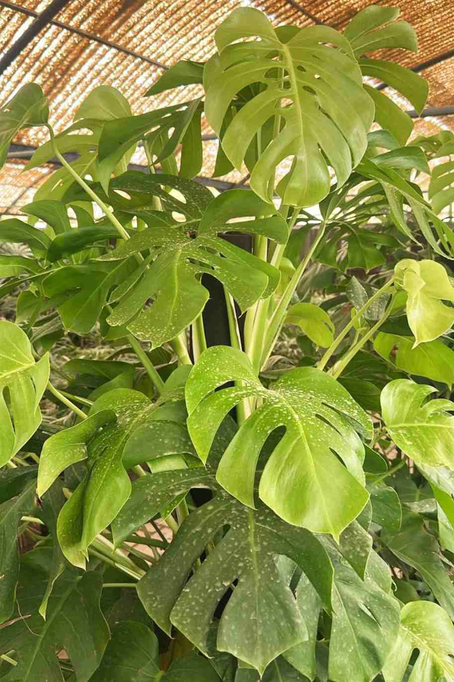 Buy Giant Monstera Deliciosa Tall Online UAE