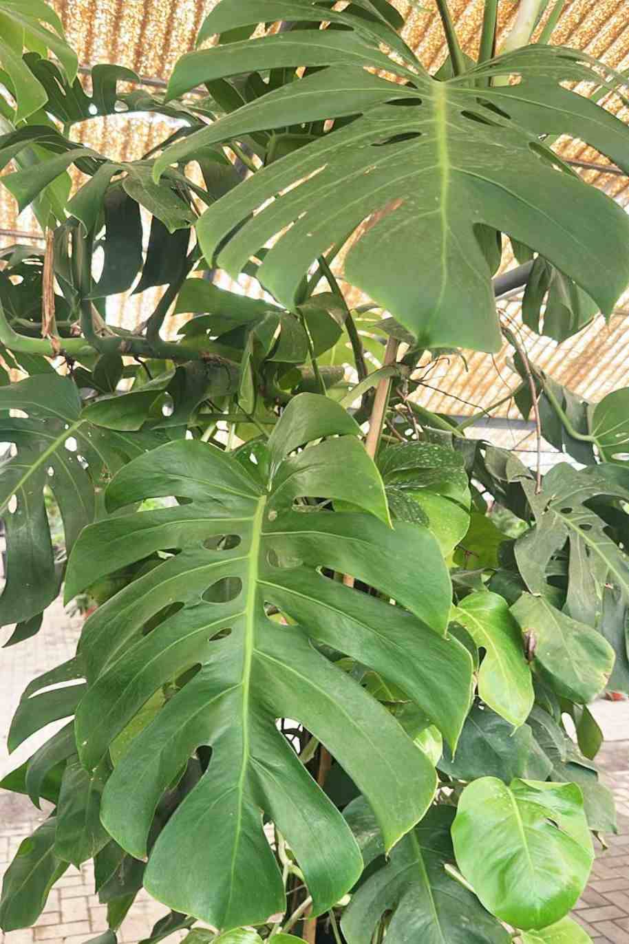 Buy Giant Monstera Deliciosa Tall Online UAE