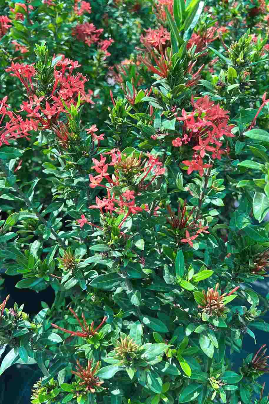 Buy Ixora Chinensis | Plantshop.me UAE