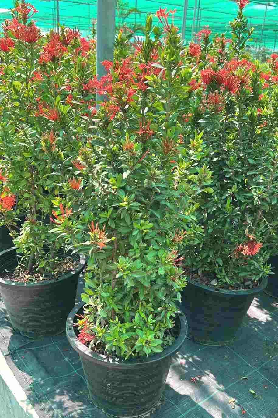 Buy Ixora Chinensis | Plantshop.me UAE