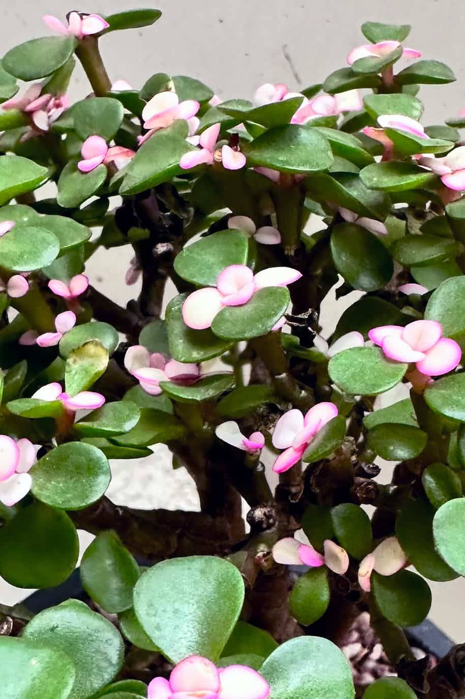Buy Dwarf Jade Afra Bonsai Online in UAE