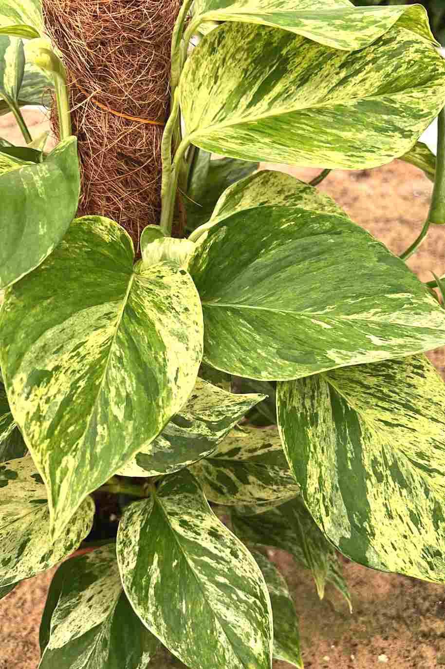 Marble Queen Pothos Moss Stick for Sale Online | Quick Delivery in the ...