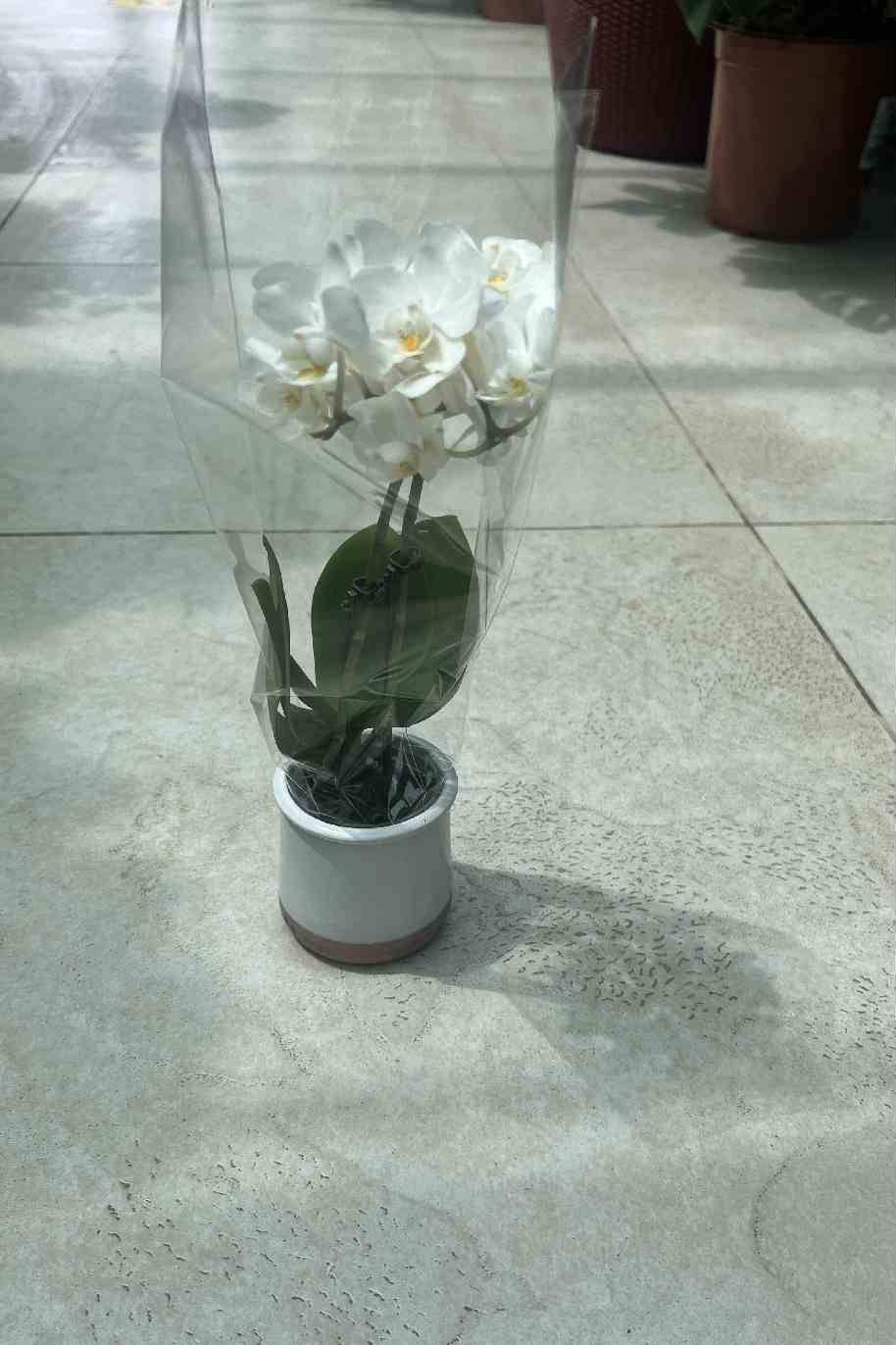 Mini Phalaenopsis - Orchid - Indoor Plants | Plantshop.me