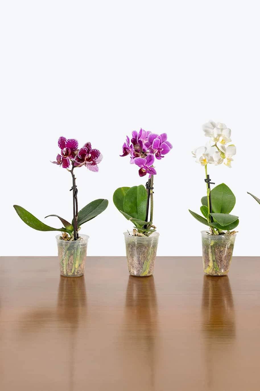 Vibrant Flowering Indoor | Plantshop.me