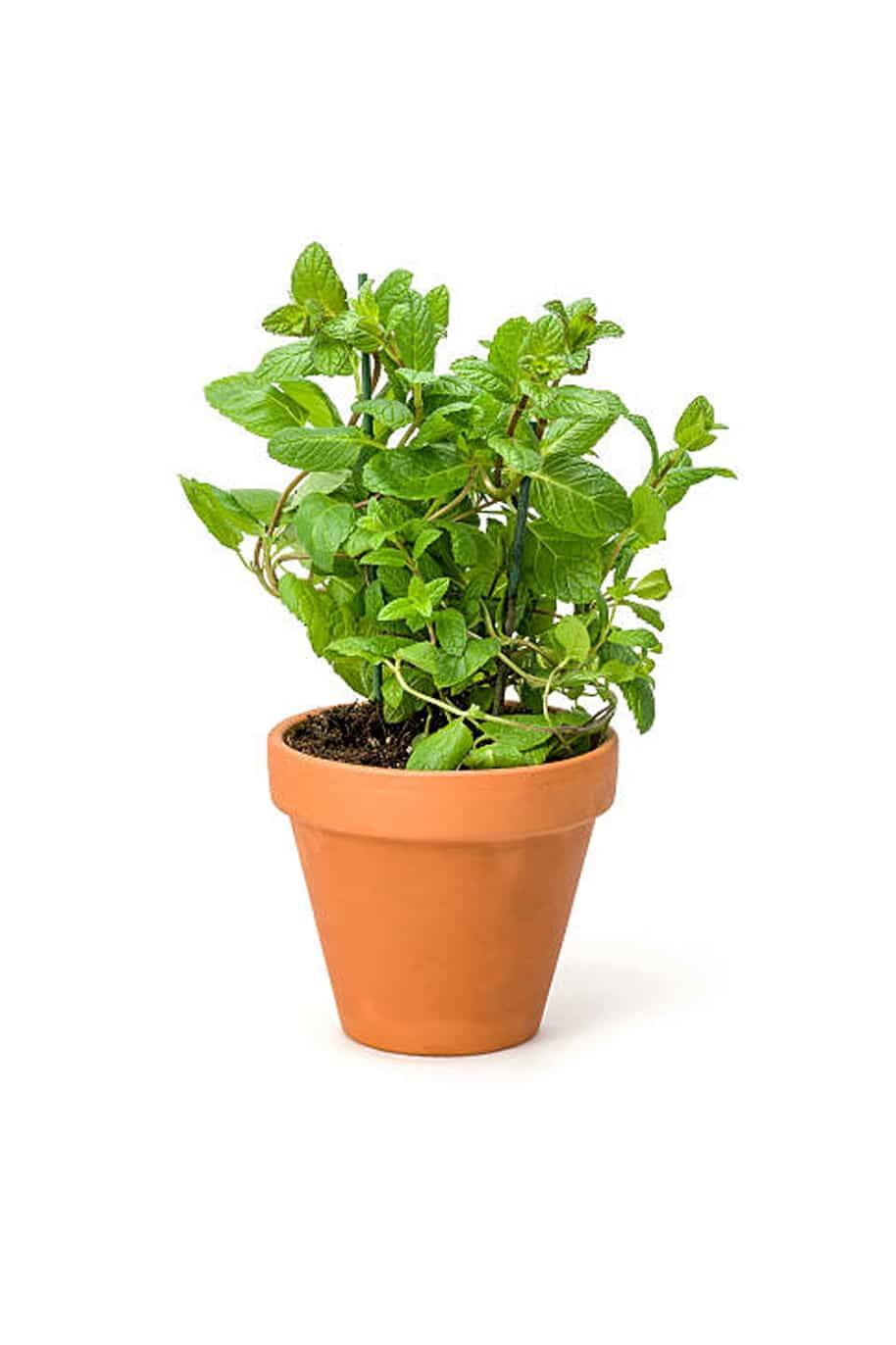 mint-herbs-outdoor-plants-plantshop-me