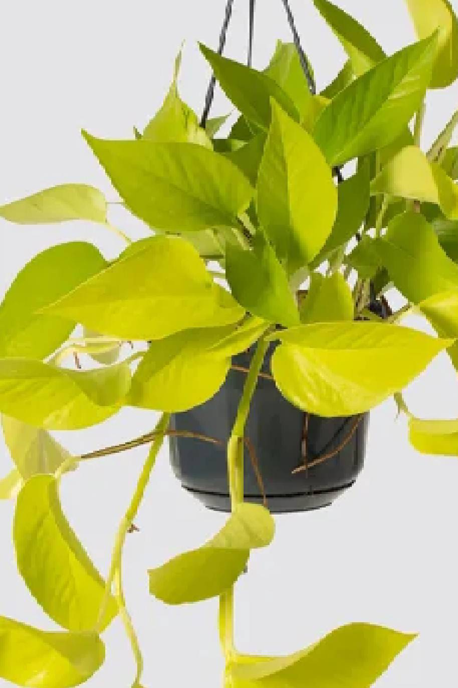 Buy Neon Pothos Hanging Plants - Plantshop.me UAE