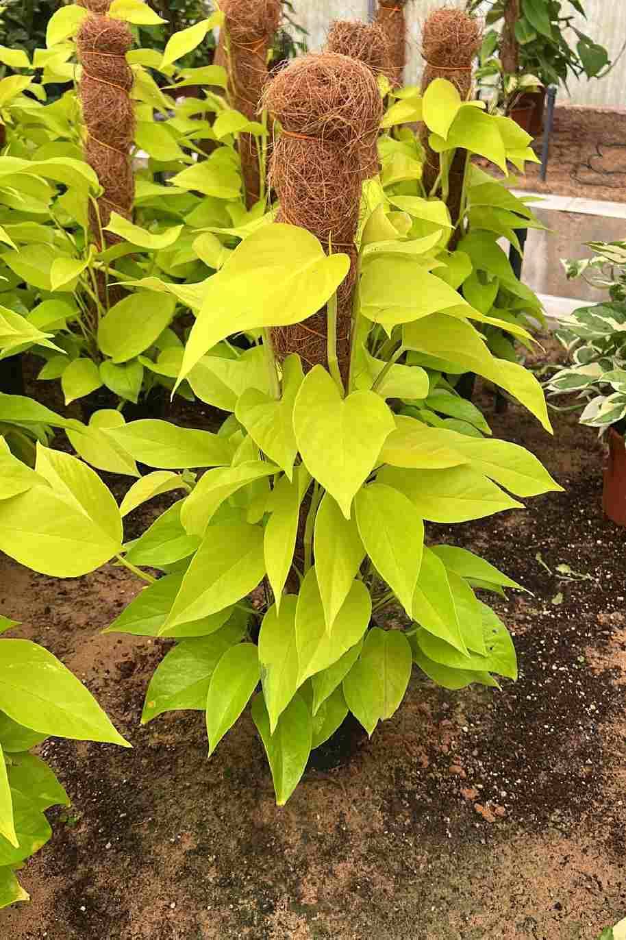 Neon Pothos Moss stick for Sale Online | Quick Delivery in the UAE ...