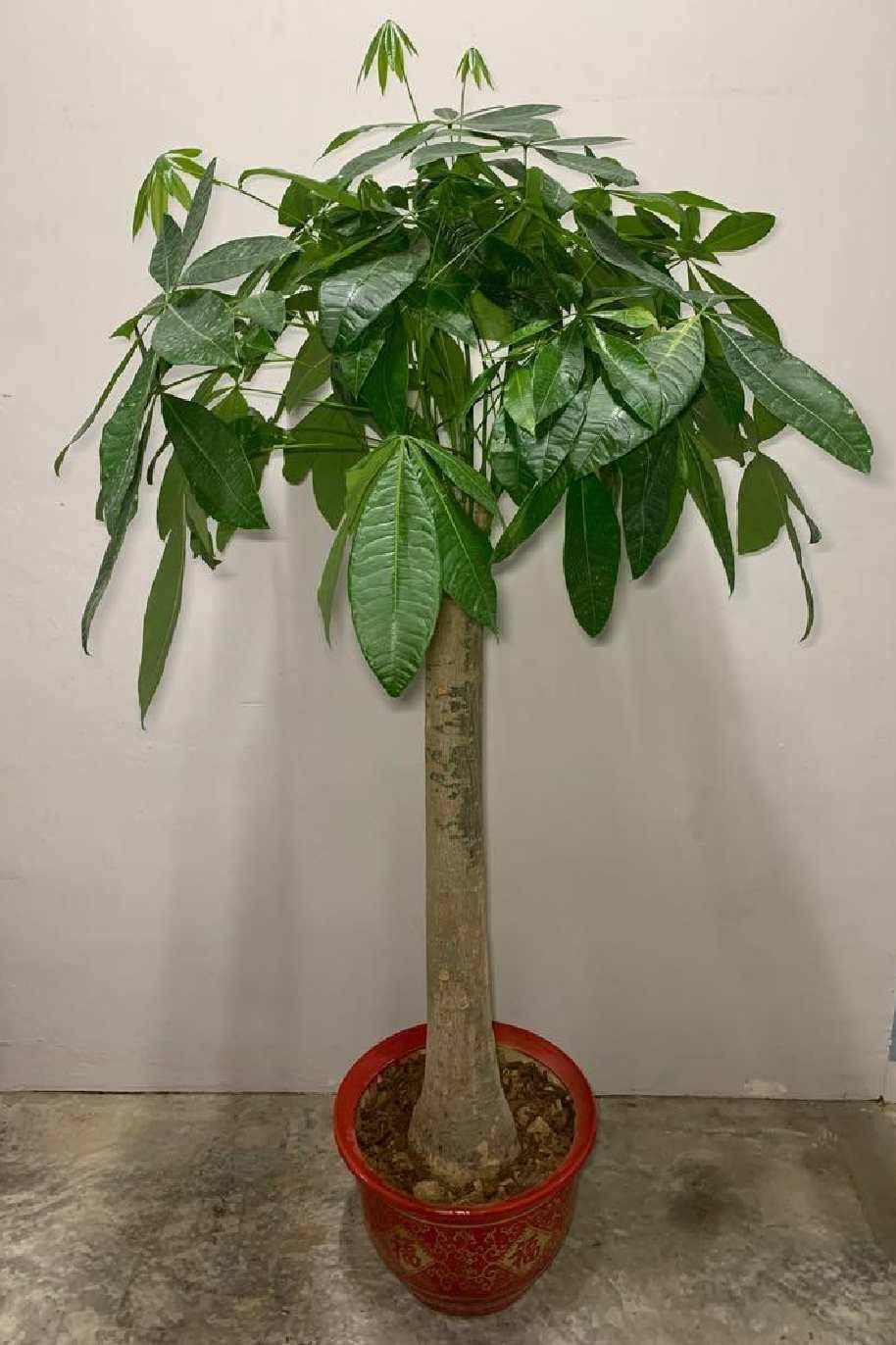 Buy Pachira Aquatica China Online UAE