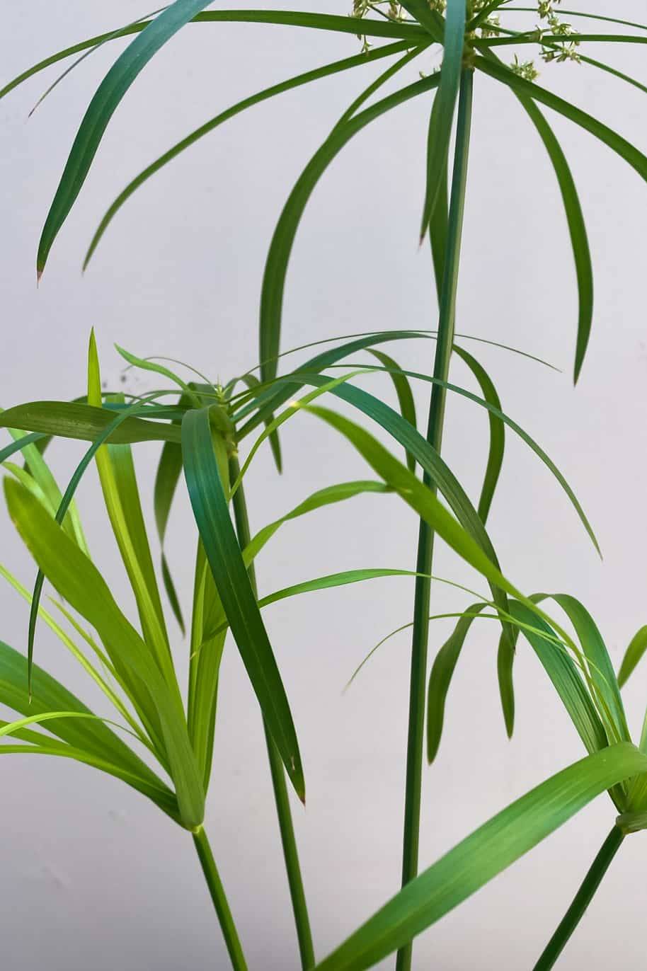 Paper Reed Cubo - Indoor Plants | Plantshop.me