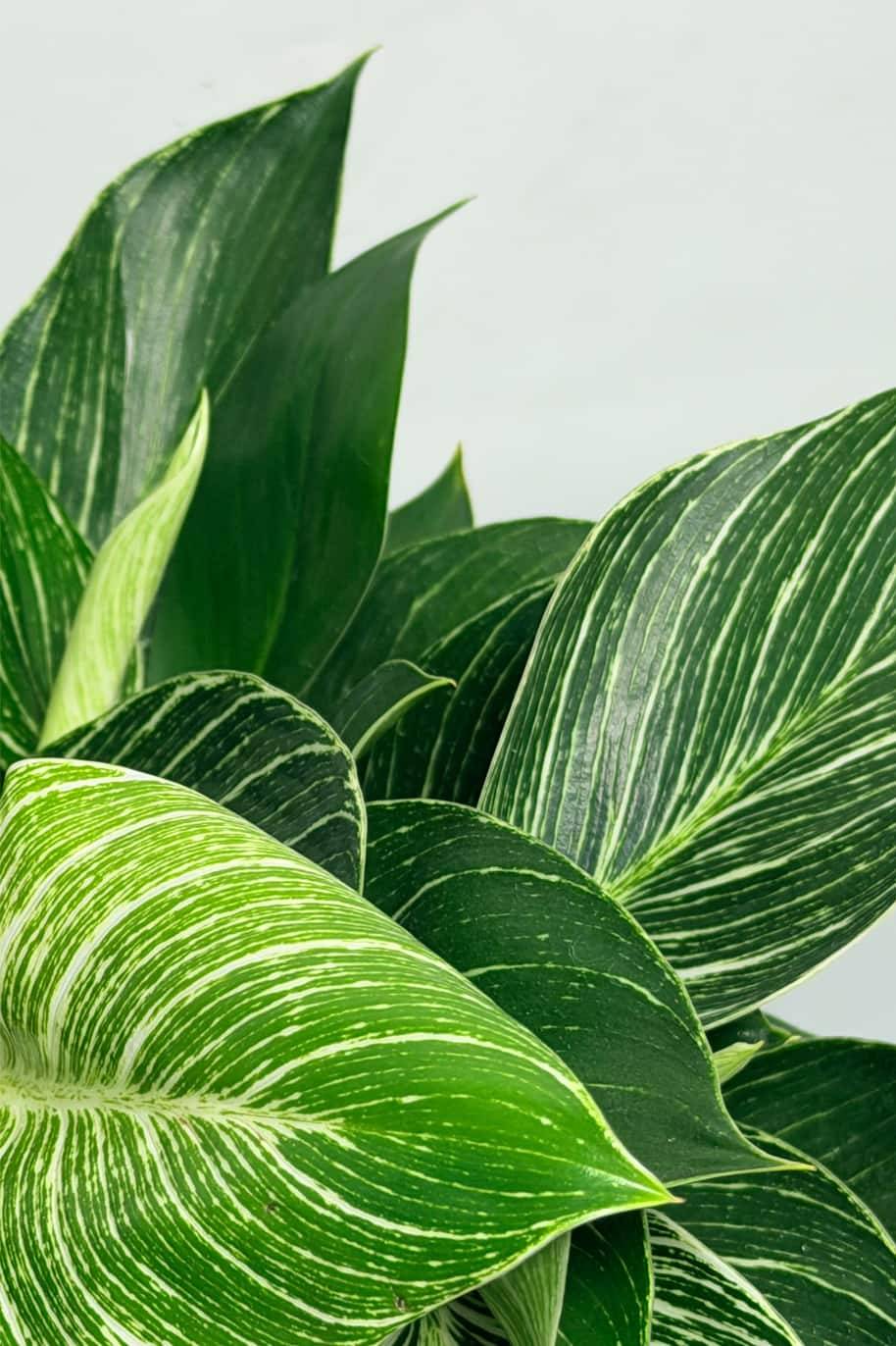Buy Philodendron Birkin Bushy Online | Best Price in UAE