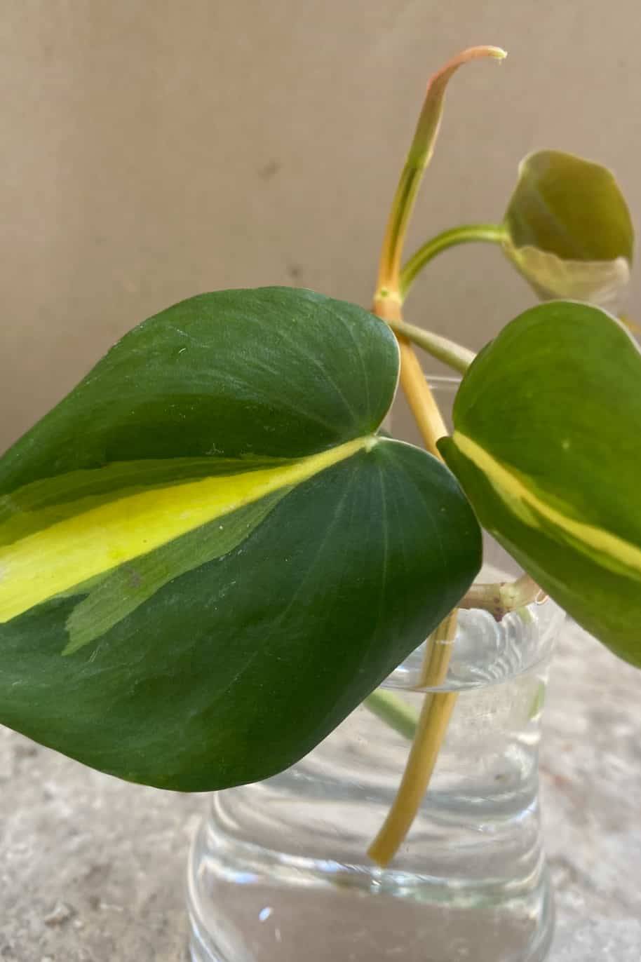 Philodendron Brazil Cuttings - Indoor Plants | Plantshop.me