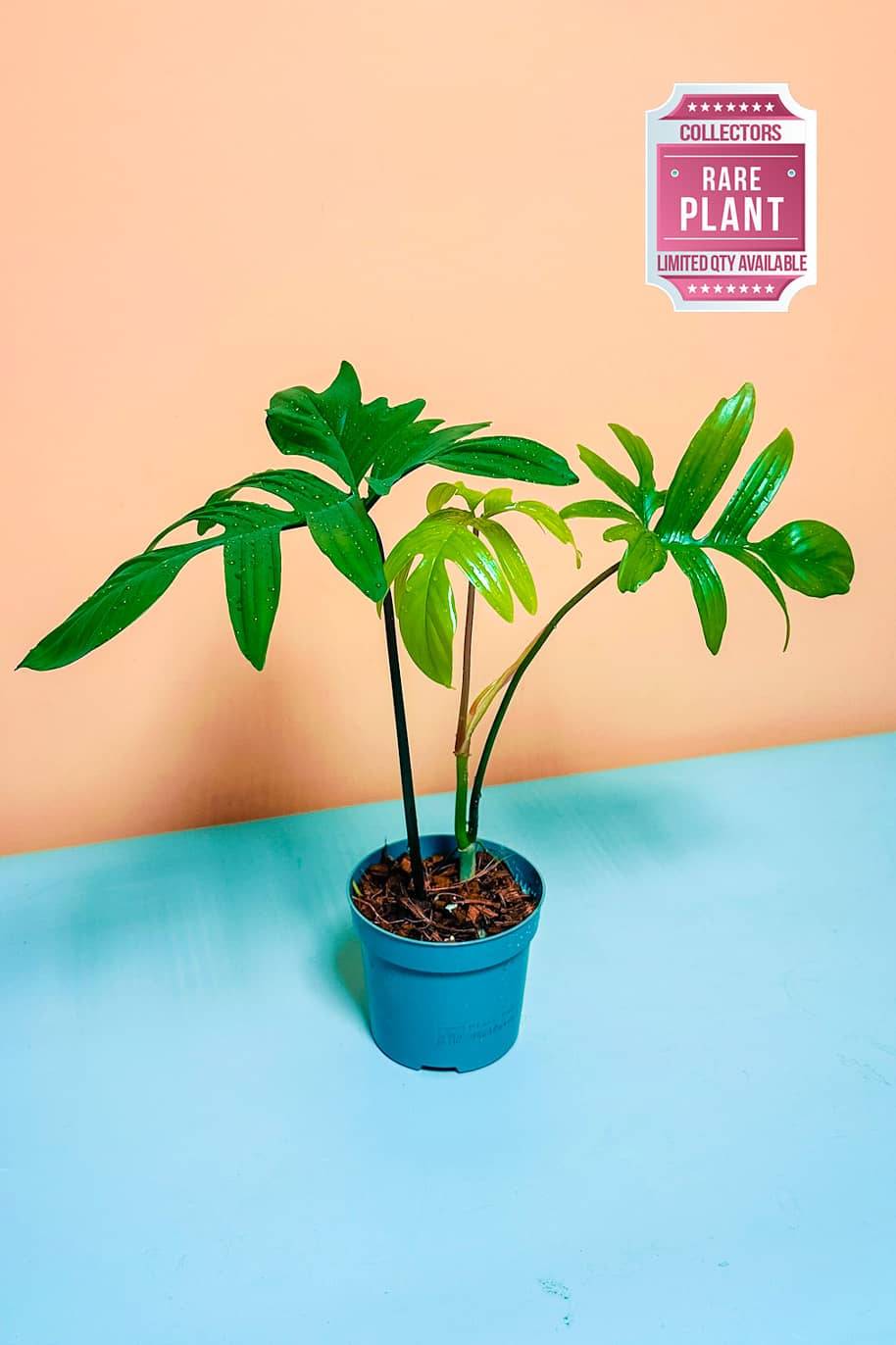 Philodendron Pedatum: Exotic Foliage at Plantshop.me
