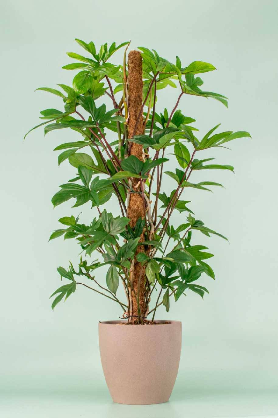 Philodendron Pedatum Tall: Exotic Climber for UAE Homes