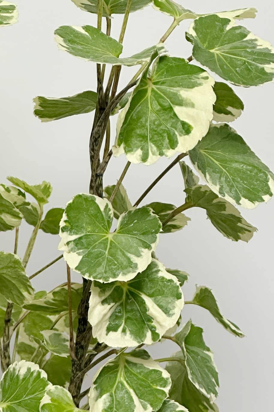 Polyscias Scutellaria Variegated – Buy Online in UAE