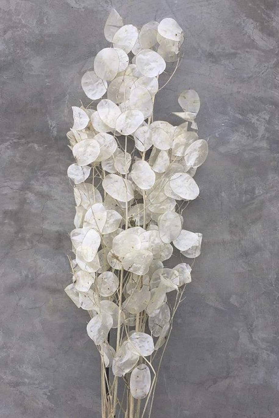 Preserved Lunaria - Dried & Preserved | Plantshop.me