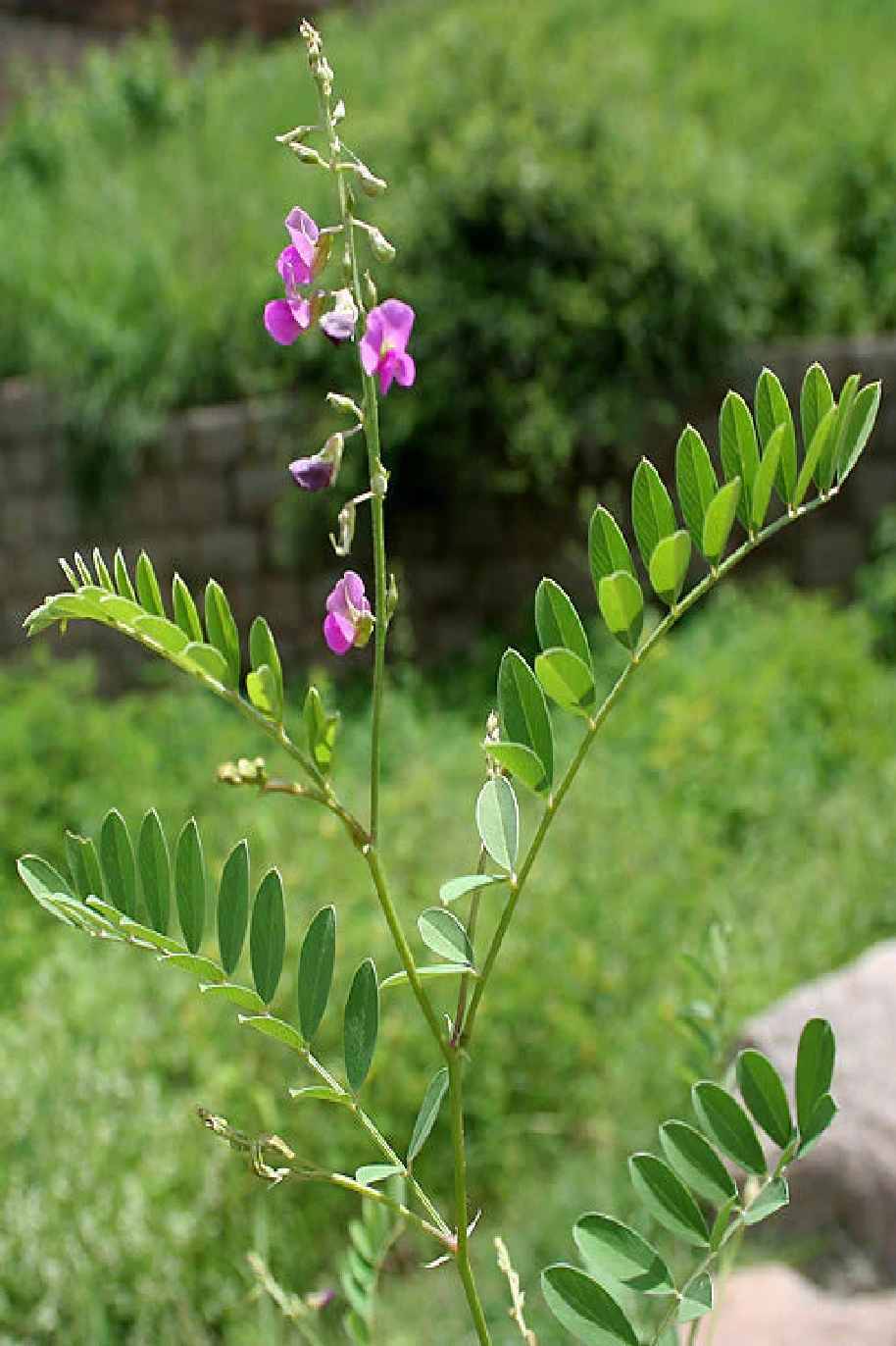 Thriving Outdoor Plants for UAE Homes | Plantshop.me